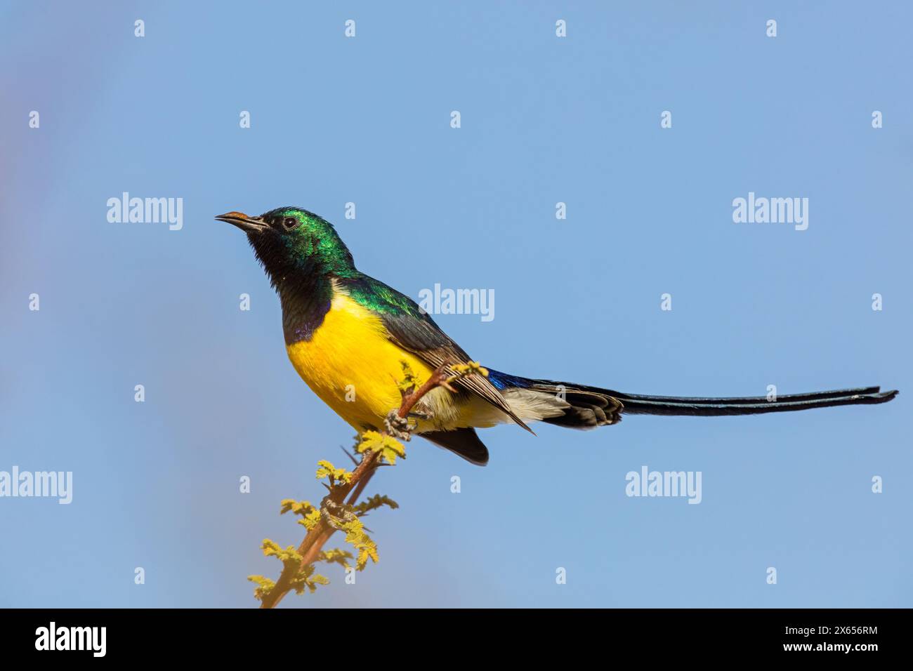 Erznektarvogel, Nile Valley Sunbird, Anthodiaeta metallica, Anthreptes ...
