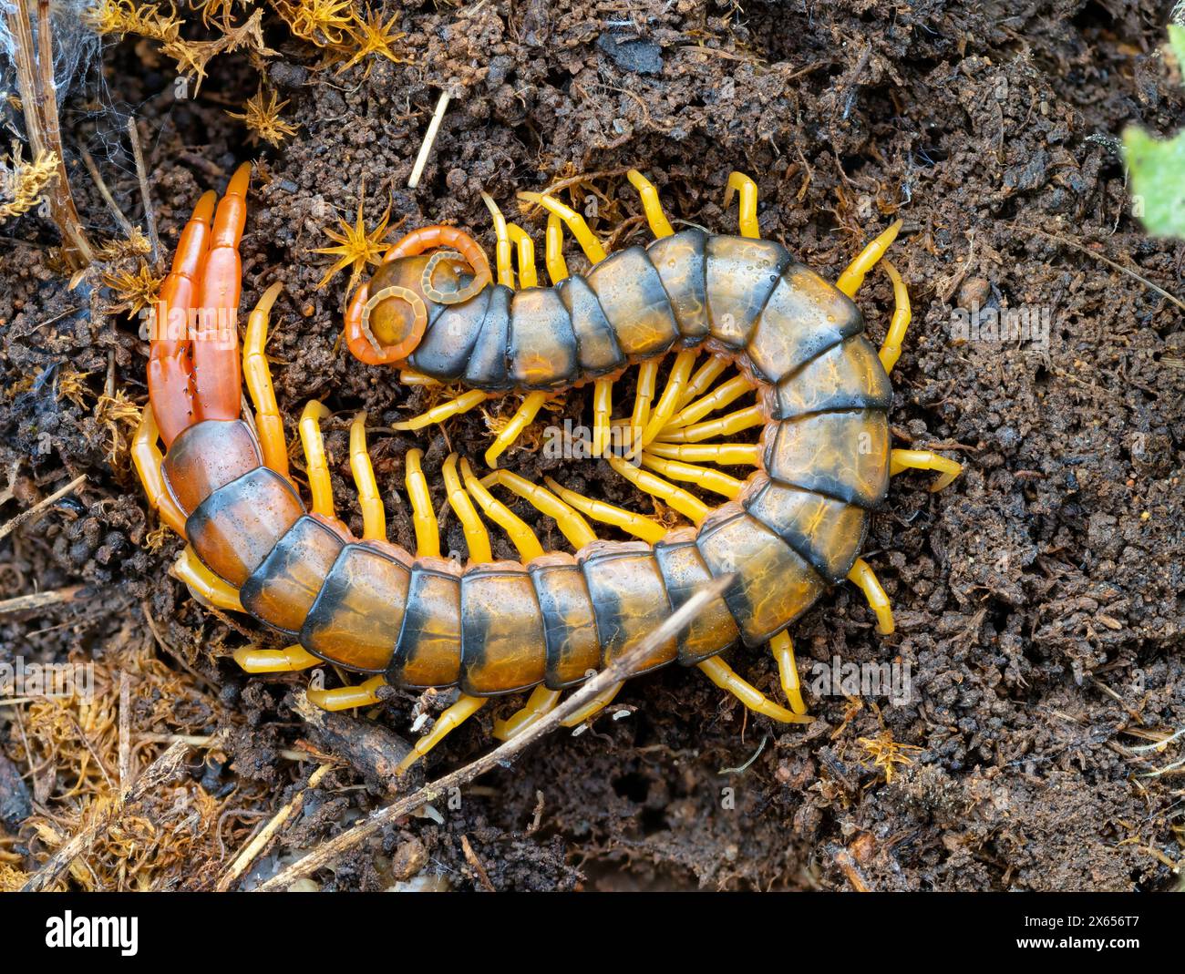 Skolopender hi-res stock photography and images - Alamy