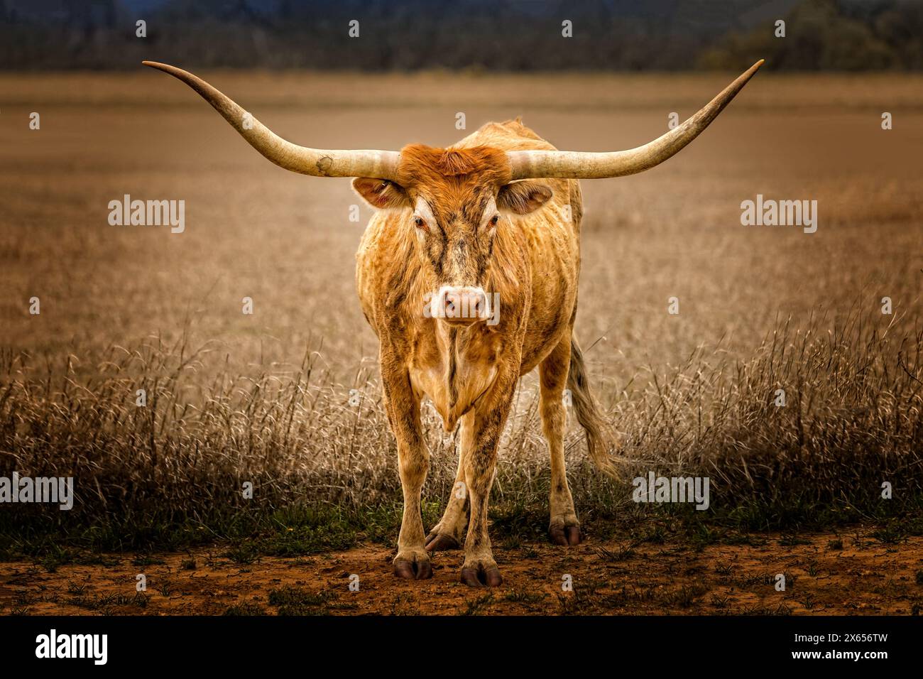 Longhorns cattle field hi-res stock photography and images - Alamy