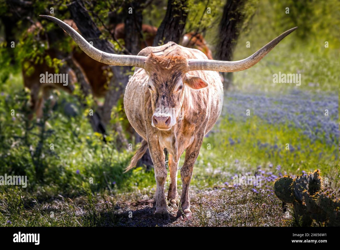 Longhorns cattle field hi-res stock photography and images - Alamy