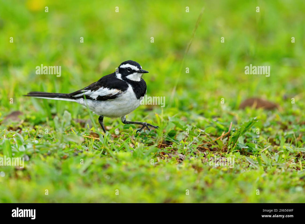 Familie der stelzen und pieper tier hi-res stock photography and images - Alamy