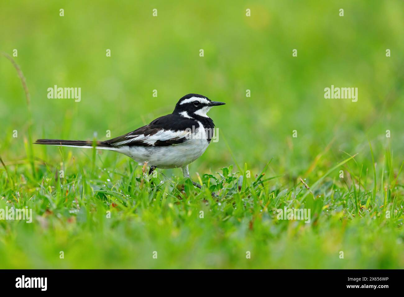 Witwenstelze, Singvogel,African Pied Wagtail, (Motacilla aguimp), Bergeronnette pie, Lavandera ...