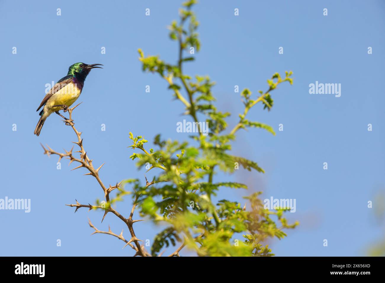 Ziernektarvogel, Gelbbauch-Nektarvogel, (Cinnyris venustus), Nectarinia ...