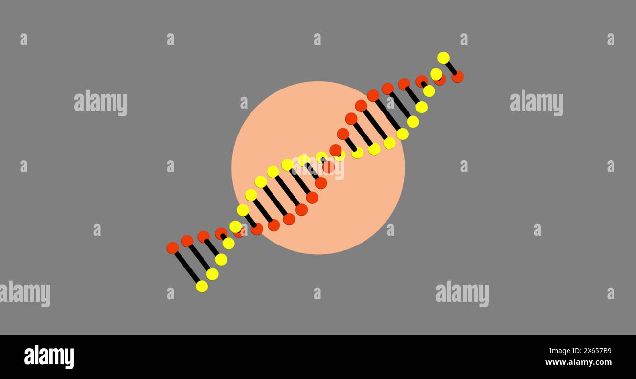 Image of dna rotating over grey background Stock Photo - Alamy