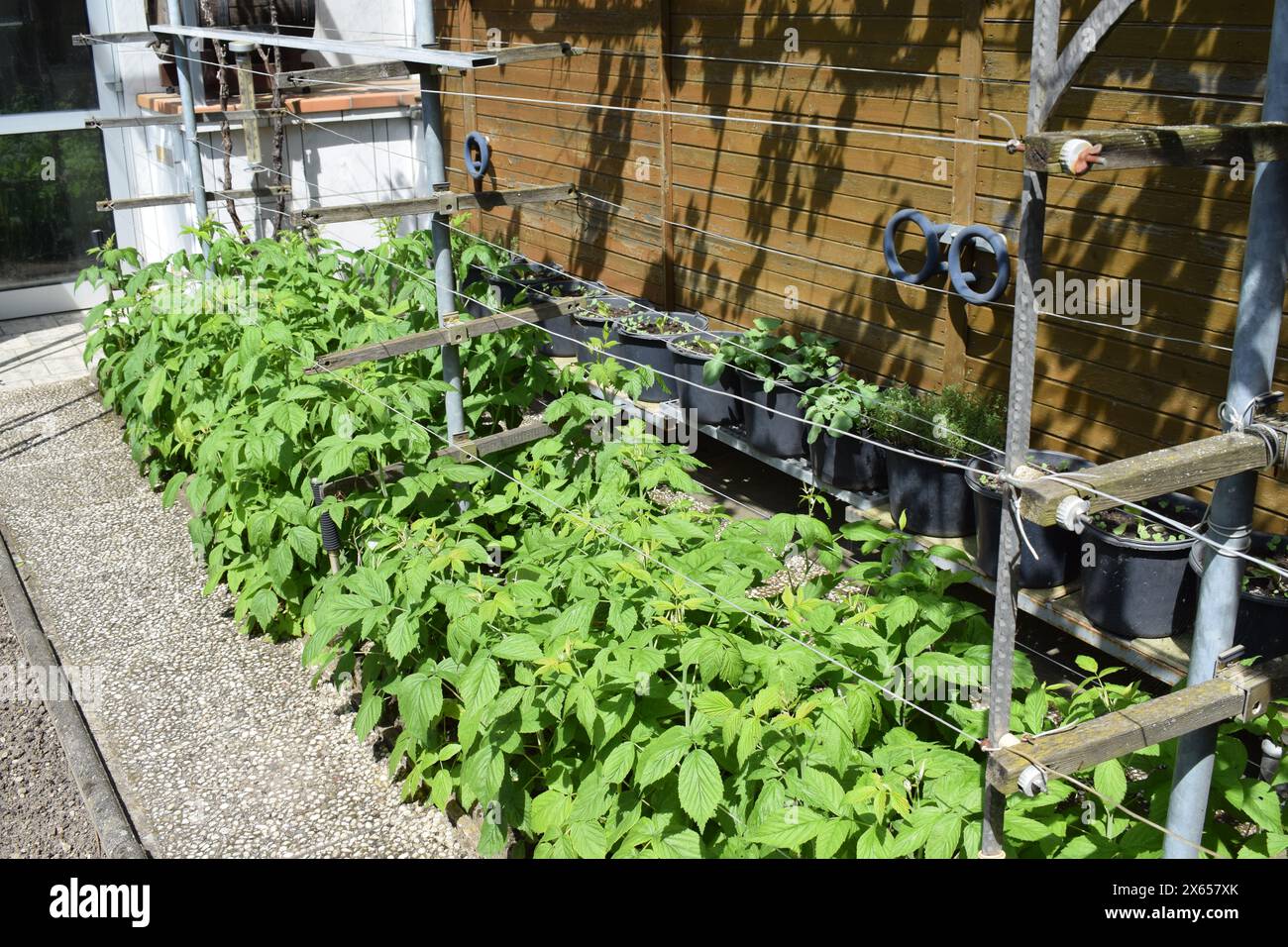 raspberry pants in spring Stock Photo - Alamy