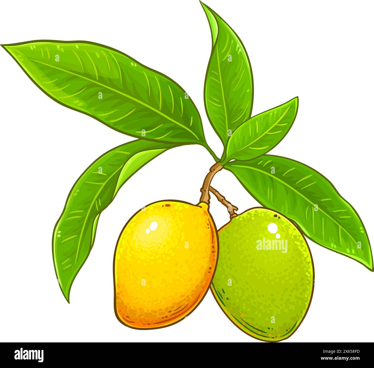 Mango Branch Colored Detailed Illustration Stock Vector Image & Art - Alamy