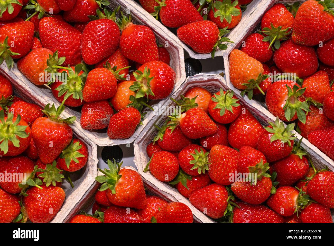 13 May 2024, Brandenburg, Niewitz: Freshly harvested strawberries can be seen at Spreewaldhof ...