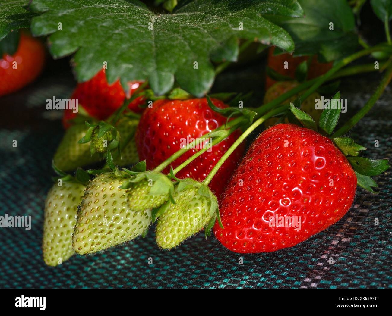 13 May 2024, Brandenburg, Niewitz: Ripe and still green strawberries can be seen on a plant at ...