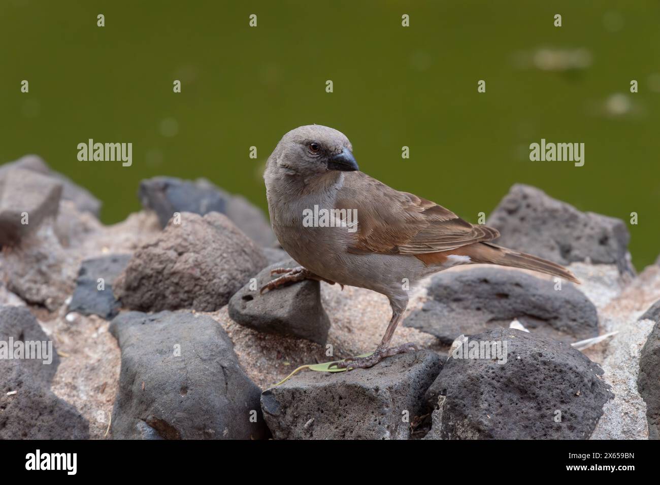 Northern grey-headed sparrow, Passer griseus, Passeridae, Samburu ...