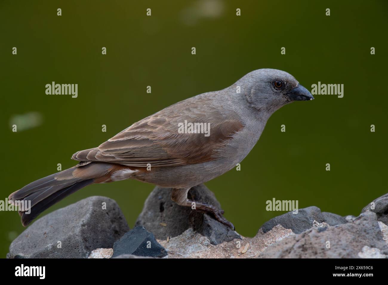 Northern grey-headed sparrow, Passer griseus, Passeridae, Samburu ...