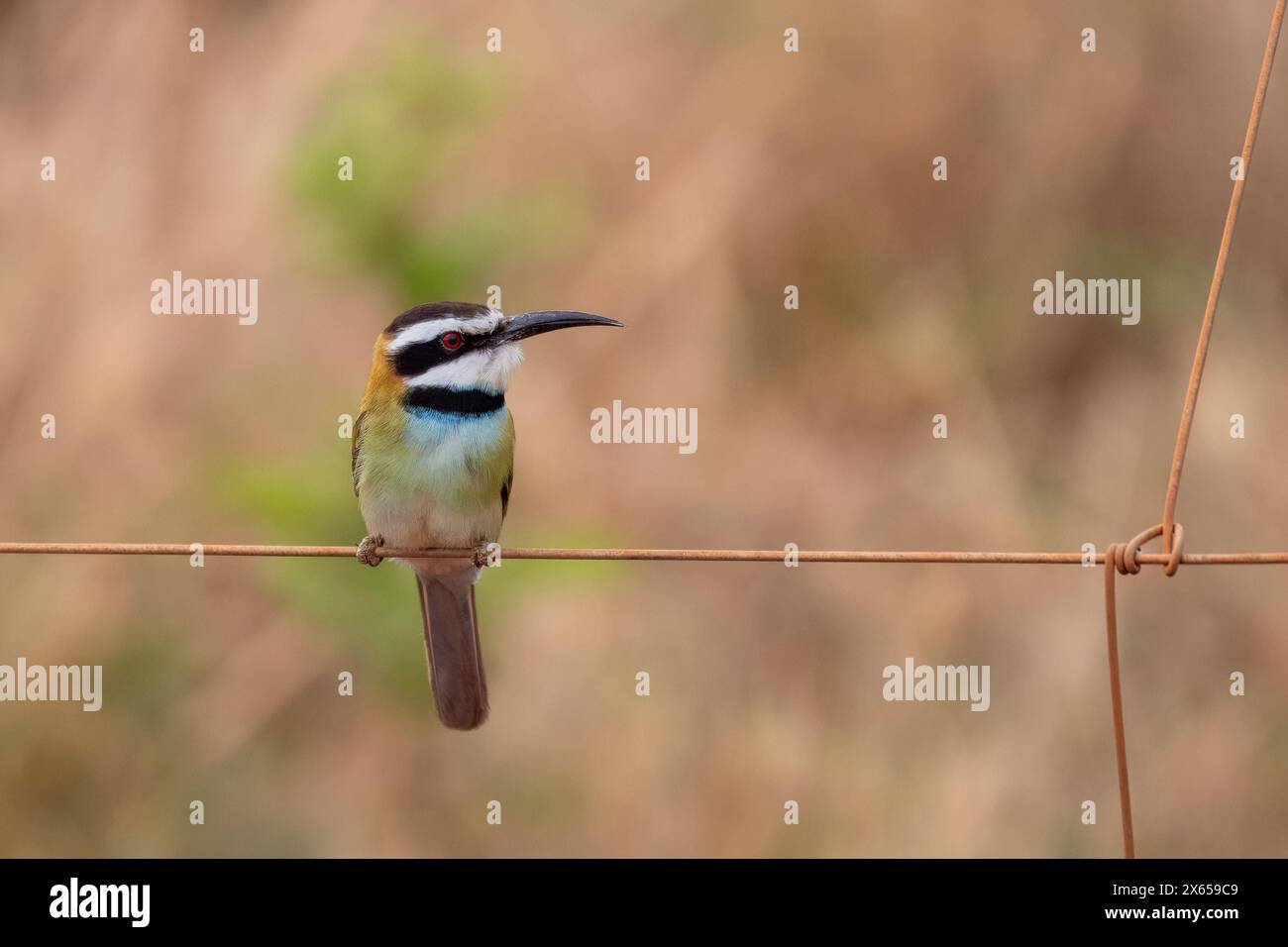 Meropiidae hi-res stock photography and images - Alamy