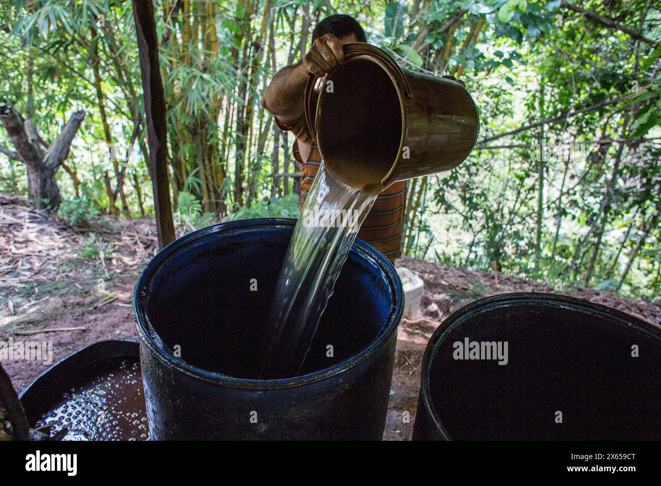 Cocaine, plantation and preparation of cocaine, drug, Colombia Stock ...