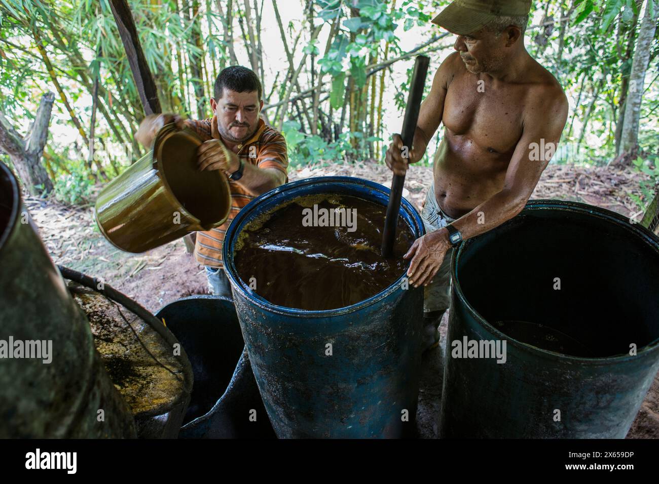 Cocaine, plantation and preparation of cocaine, drug, Colombia Stock ...