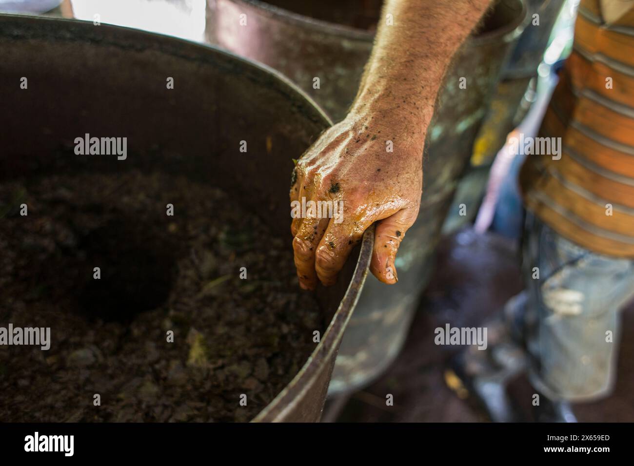 Cocaine, plantation and preparation of cocaine, drug, Colombia Stock ...