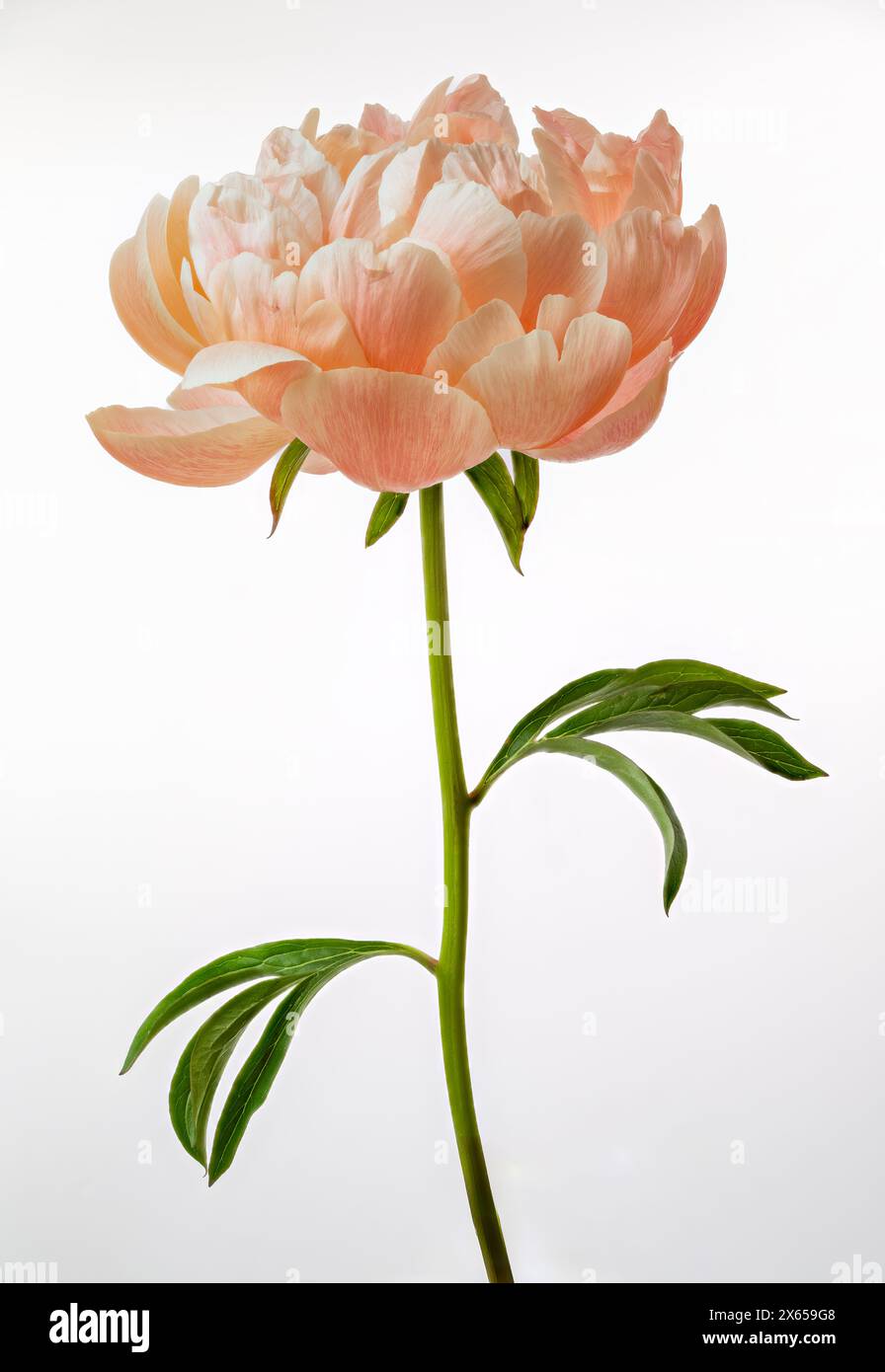 A peach and pink coloured Peony flower, photographed against a plain ...