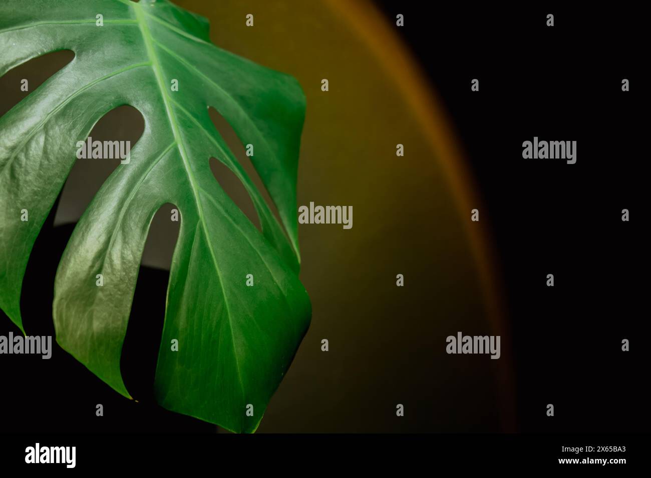 Monstera silhouette leaf in dark background and light from sunset ...