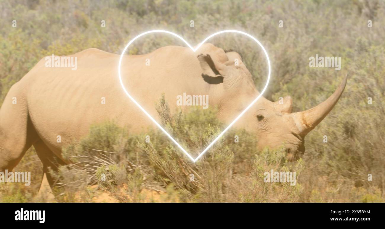 Image of heart over rhino on savanna Stock Photo - Alamy