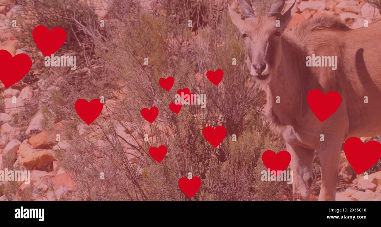 Image of hearts over antelope on savanna Stock Photo - Alamy