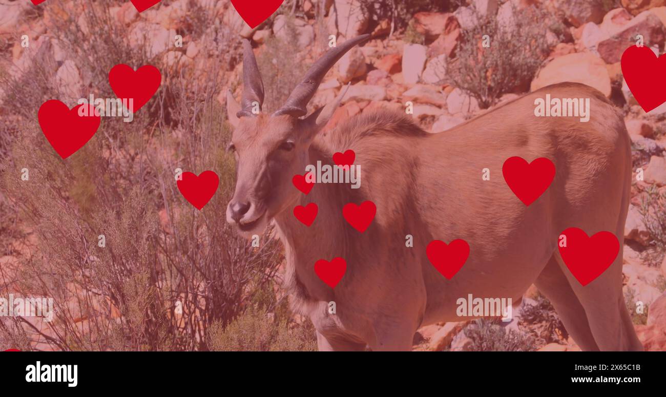 Antelope sign hi-res stock photography and images - Alamy