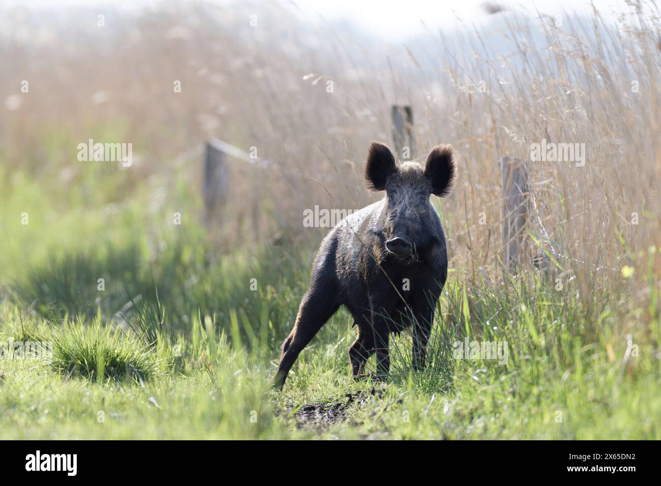 Female boar hi-res stock photography and images - Alamy