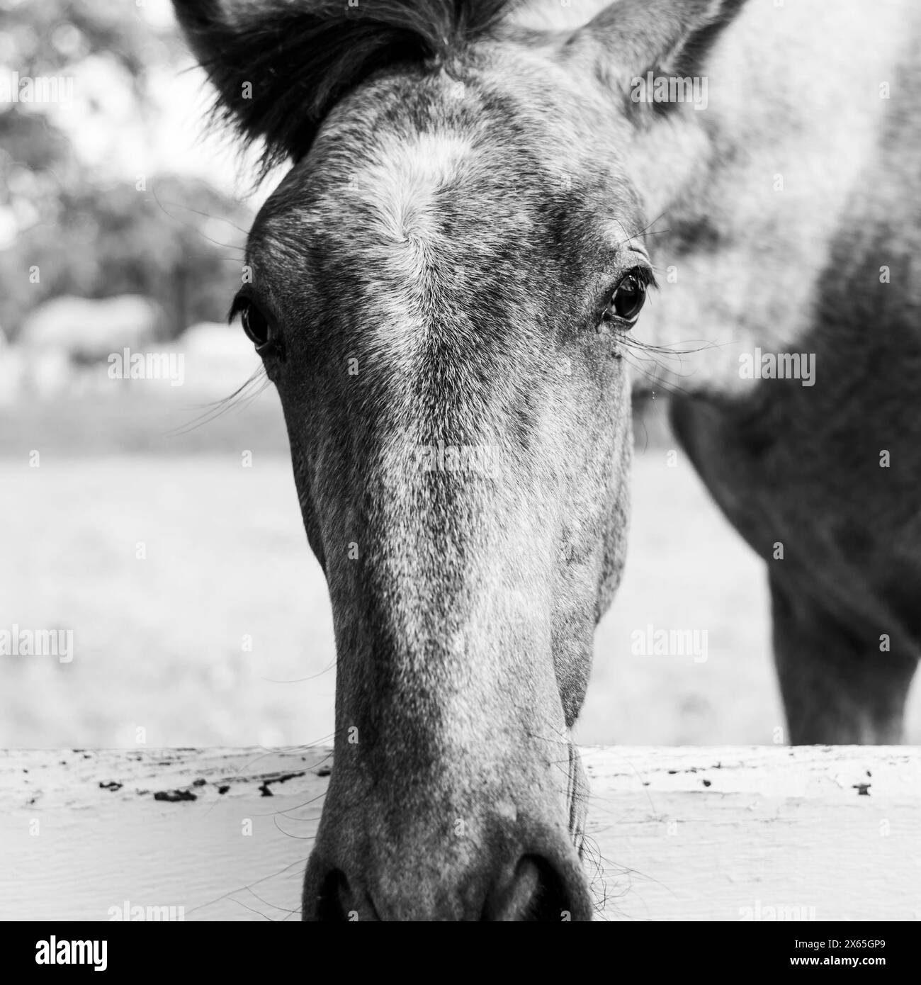 Wooden fence on green Black and White Stock Photos & Images - Alamy