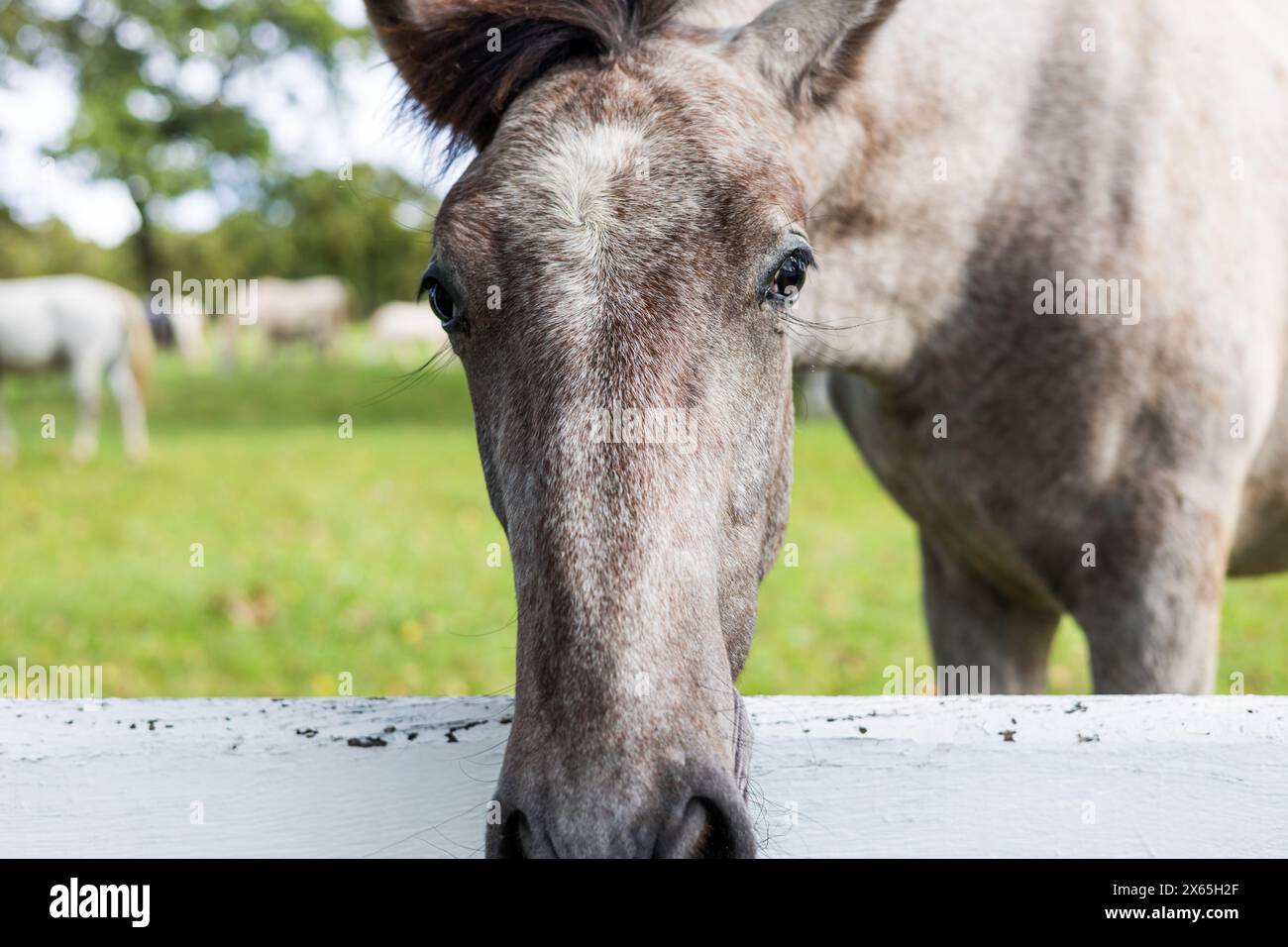 Peering over fence hi-res stock photography and images - Alamy