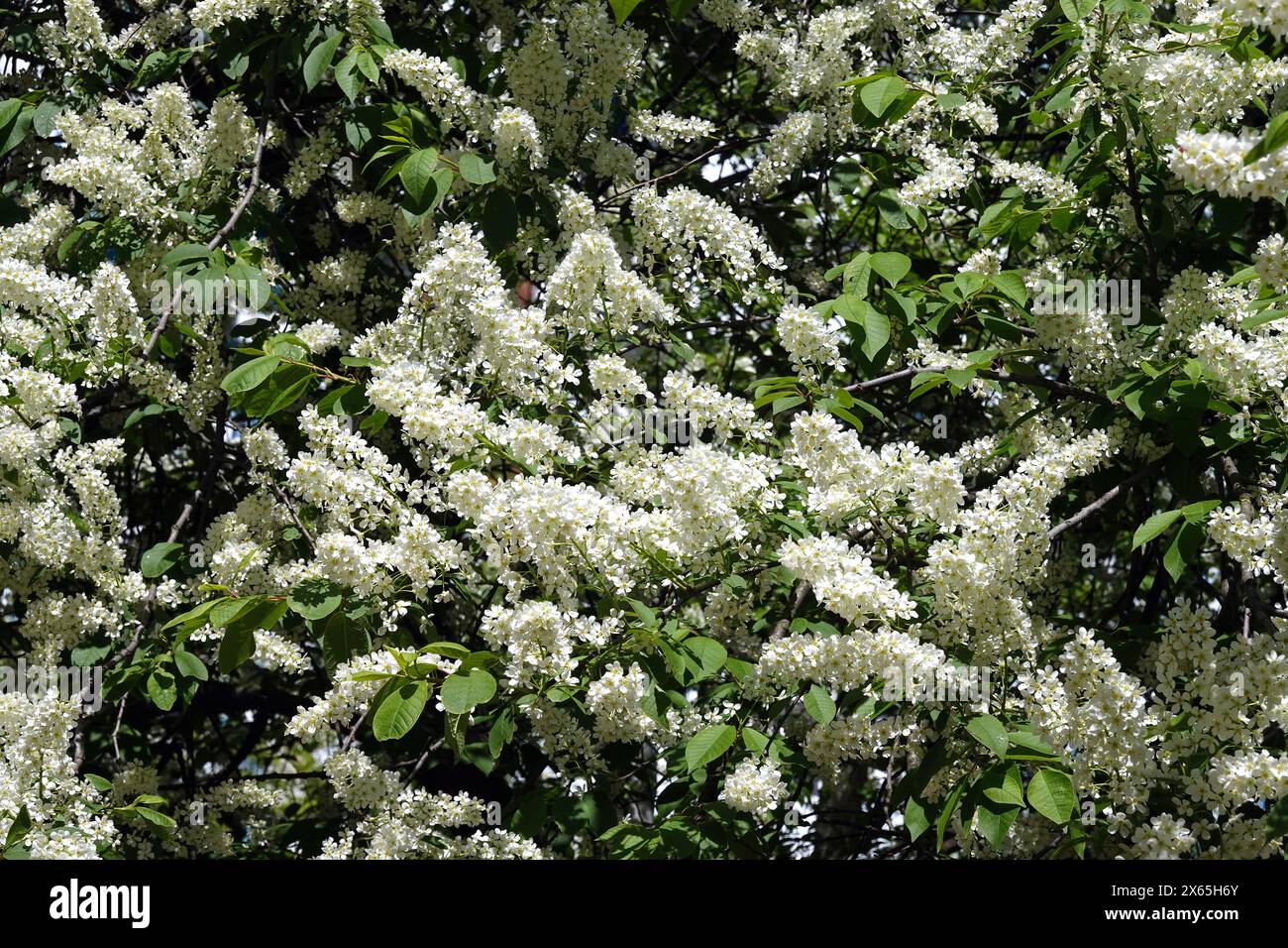 Bird cherry dense branches of the top of the tree with lot of blooming ...