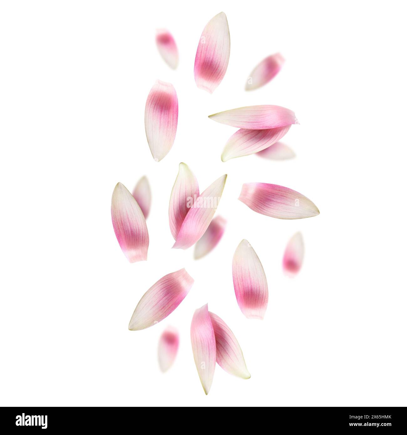Pink lotus flower petals falling on white background Stock Photo - Alamy