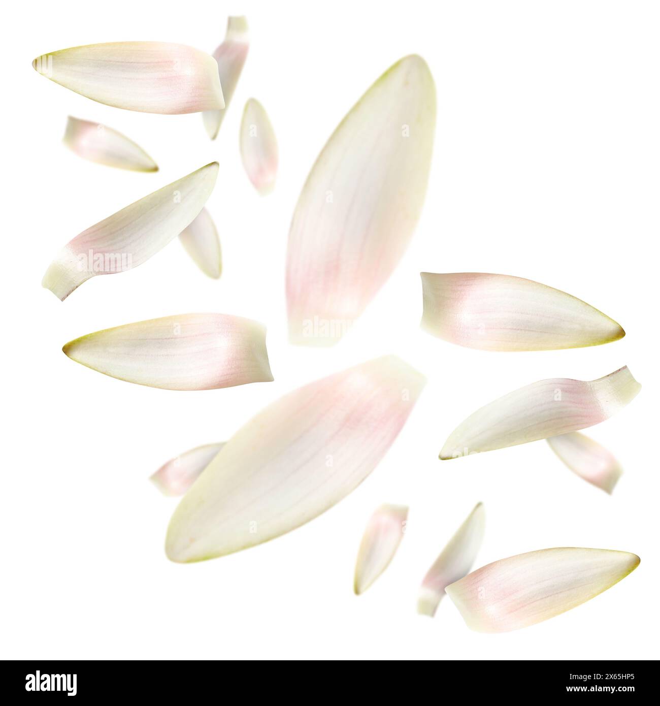 Lotus flower petals falling on white background Stock Photo - Alamy