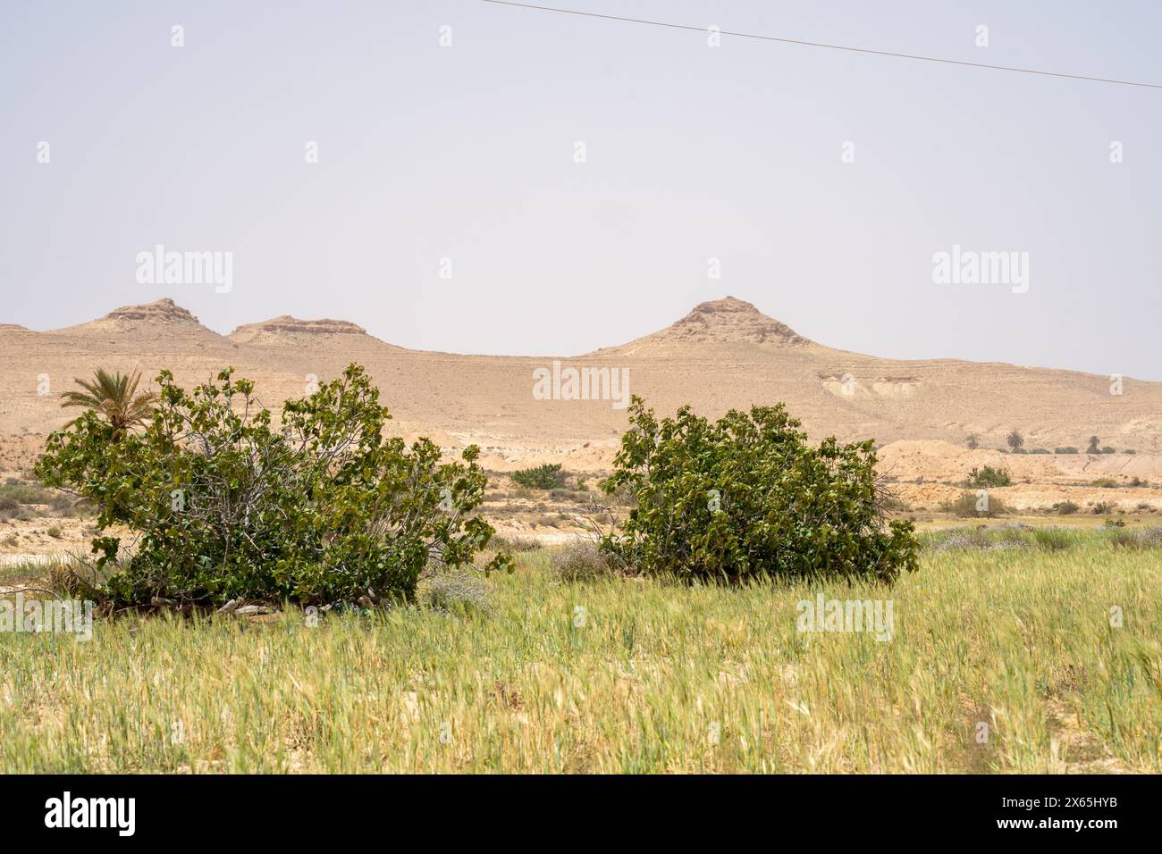 Dahar, southern Tunisian region, green after the rain Stock Photo - Alamy