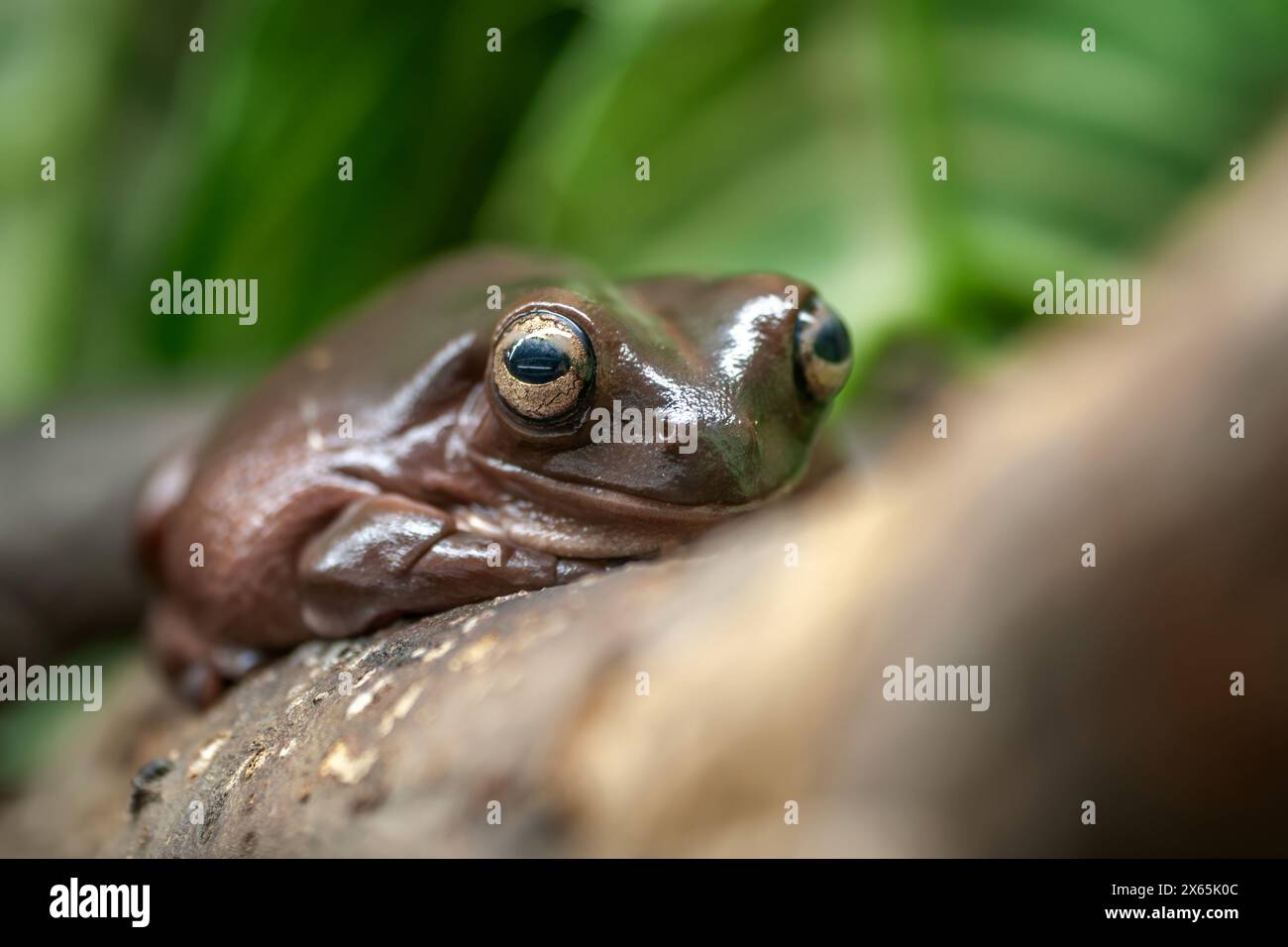 A brown frog perched on a tree branch, blending in with its ...