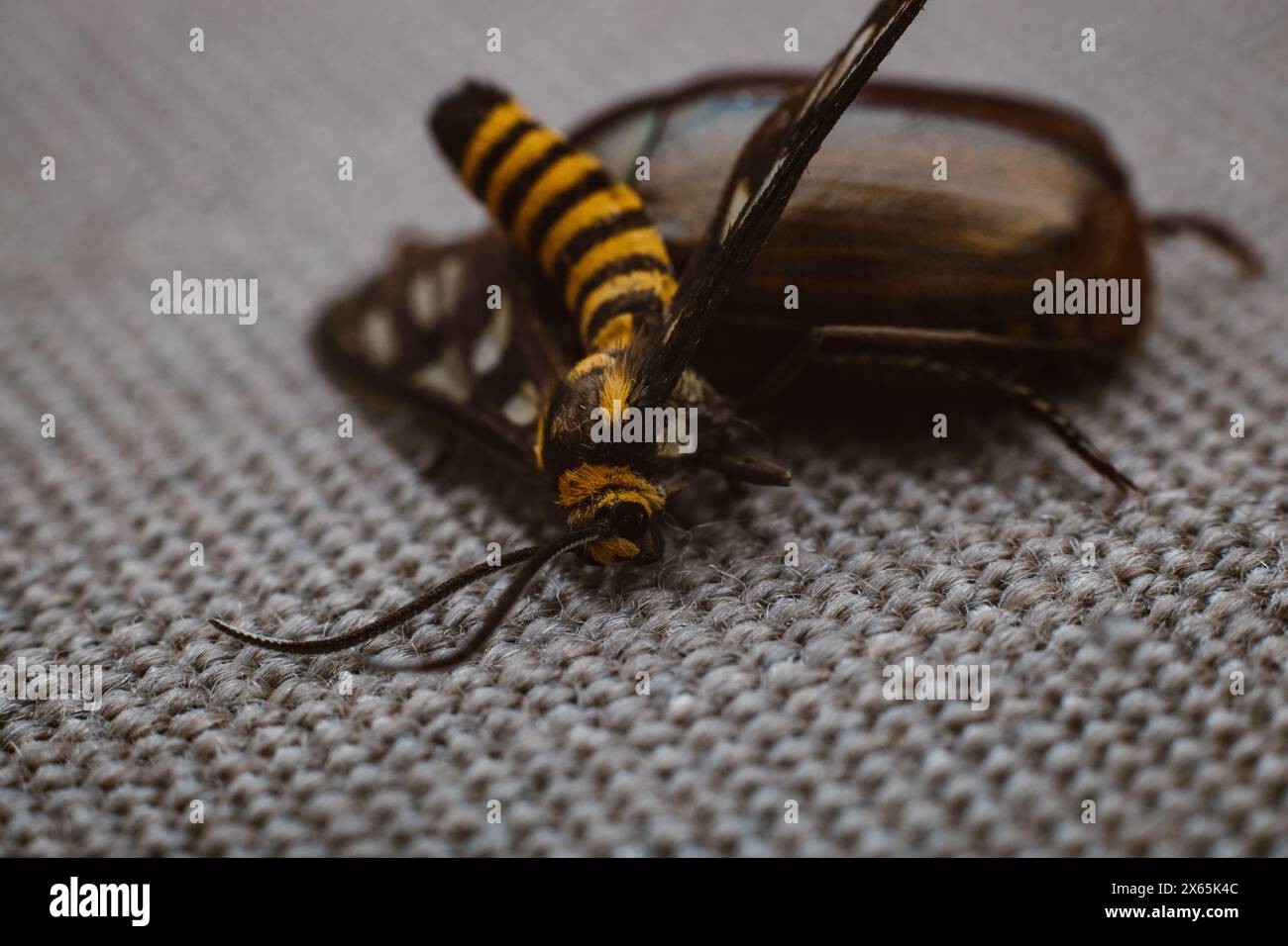 Dying Tiger Moth or Amata huebneri on top of a brown metallic scarab ...