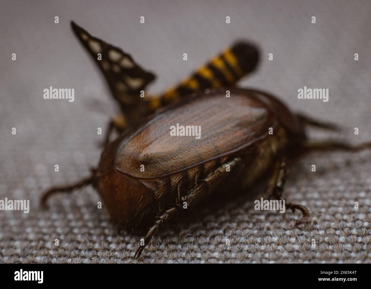 Indonesia tiger beetle hi-res stock photography and images - Alamy