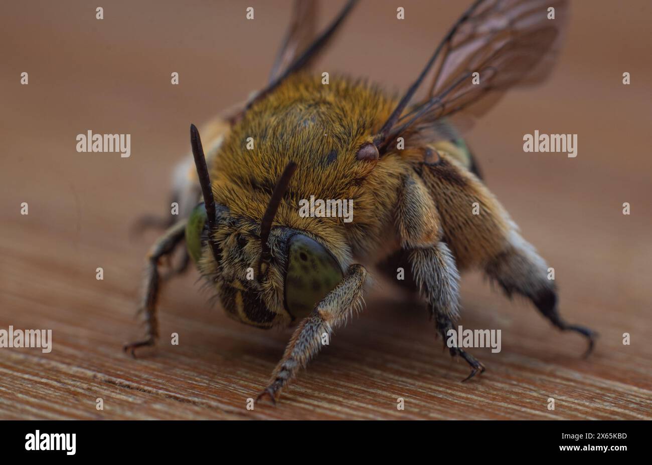 Buzz pollination blue banded bee hi-res stock photography and images ...