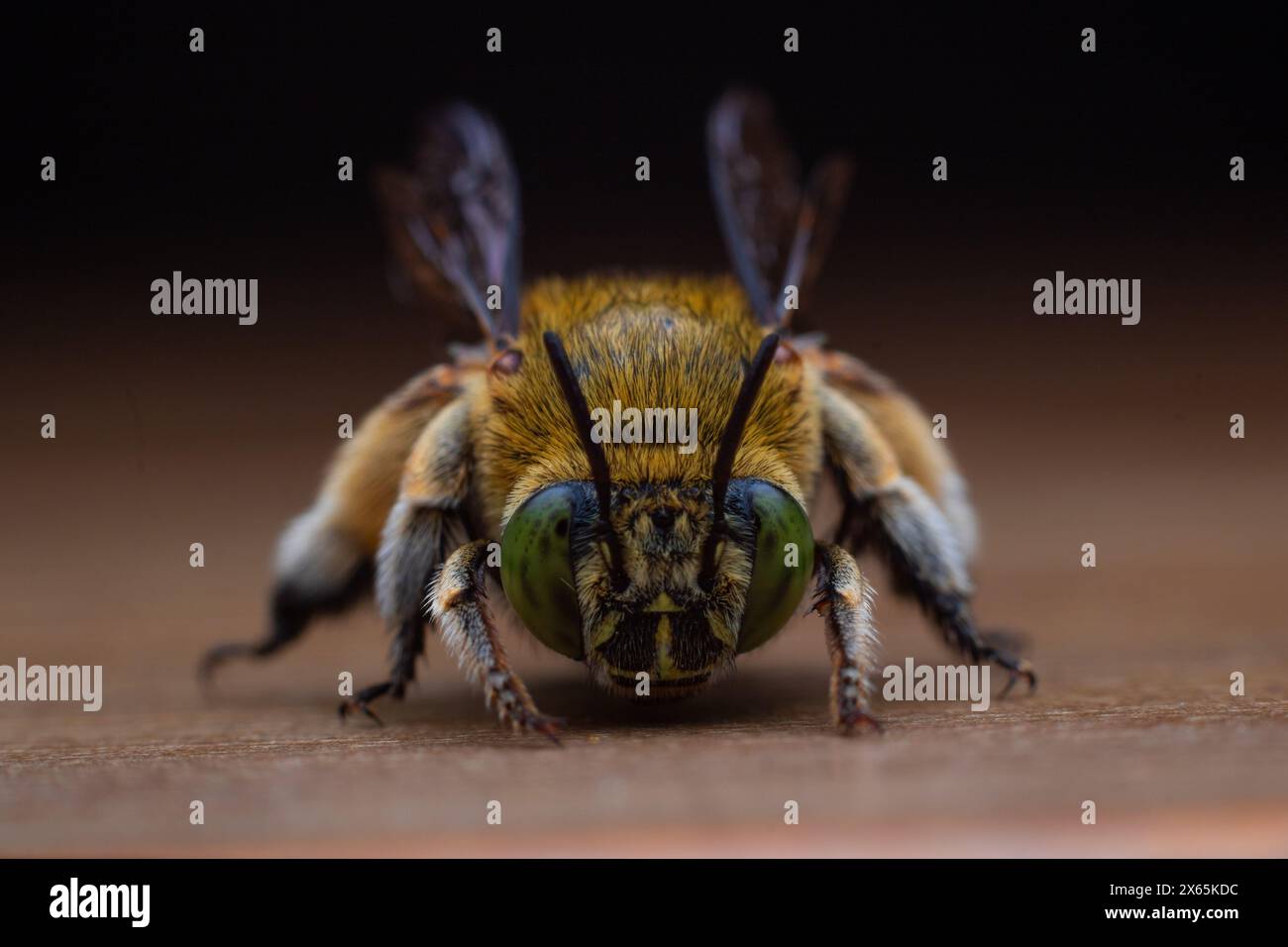 Buzz pollination blue banded bee hi-res stock photography and images ...