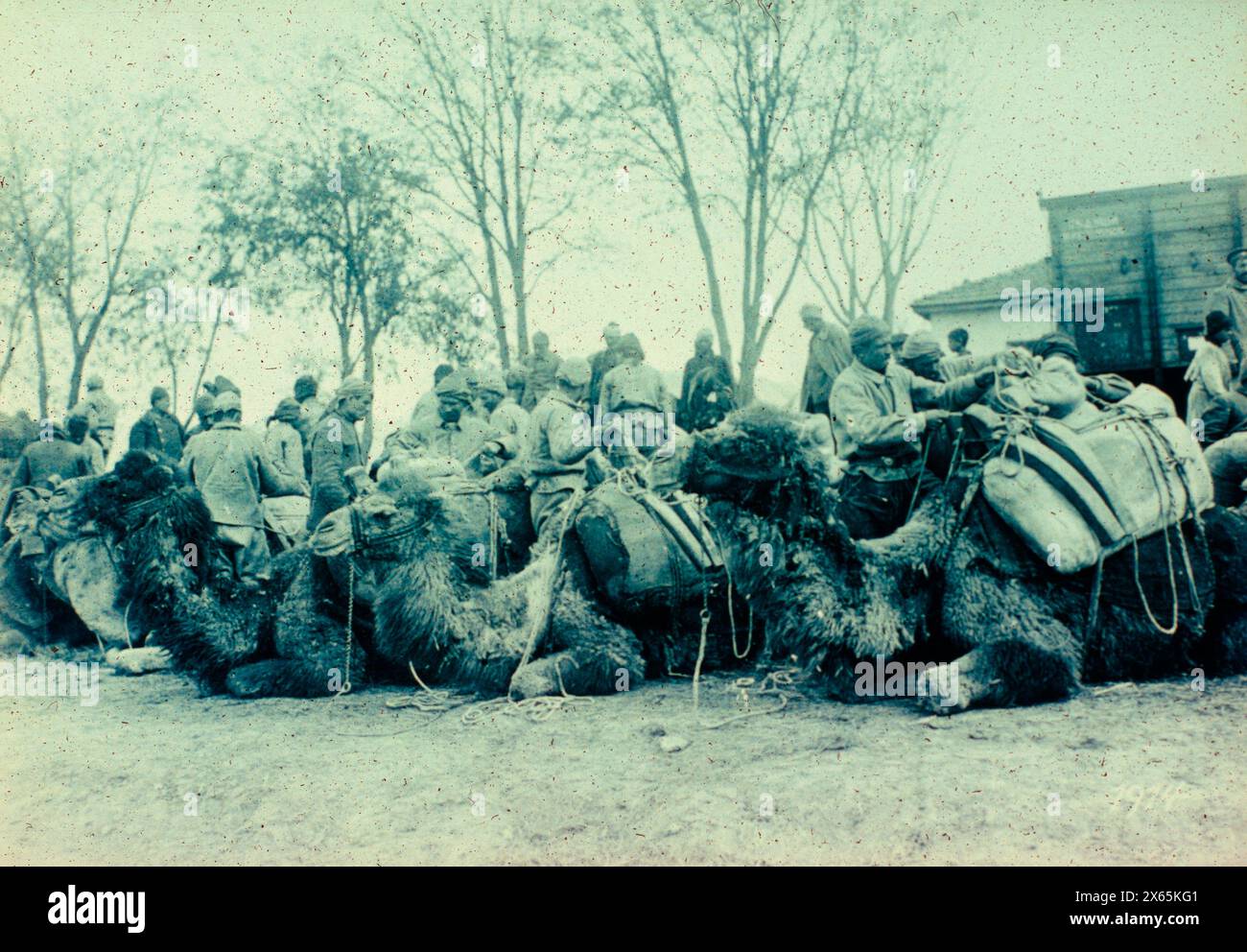 Turkish pack camels loaded with supplies on the eastern front, WW1 1917 ...