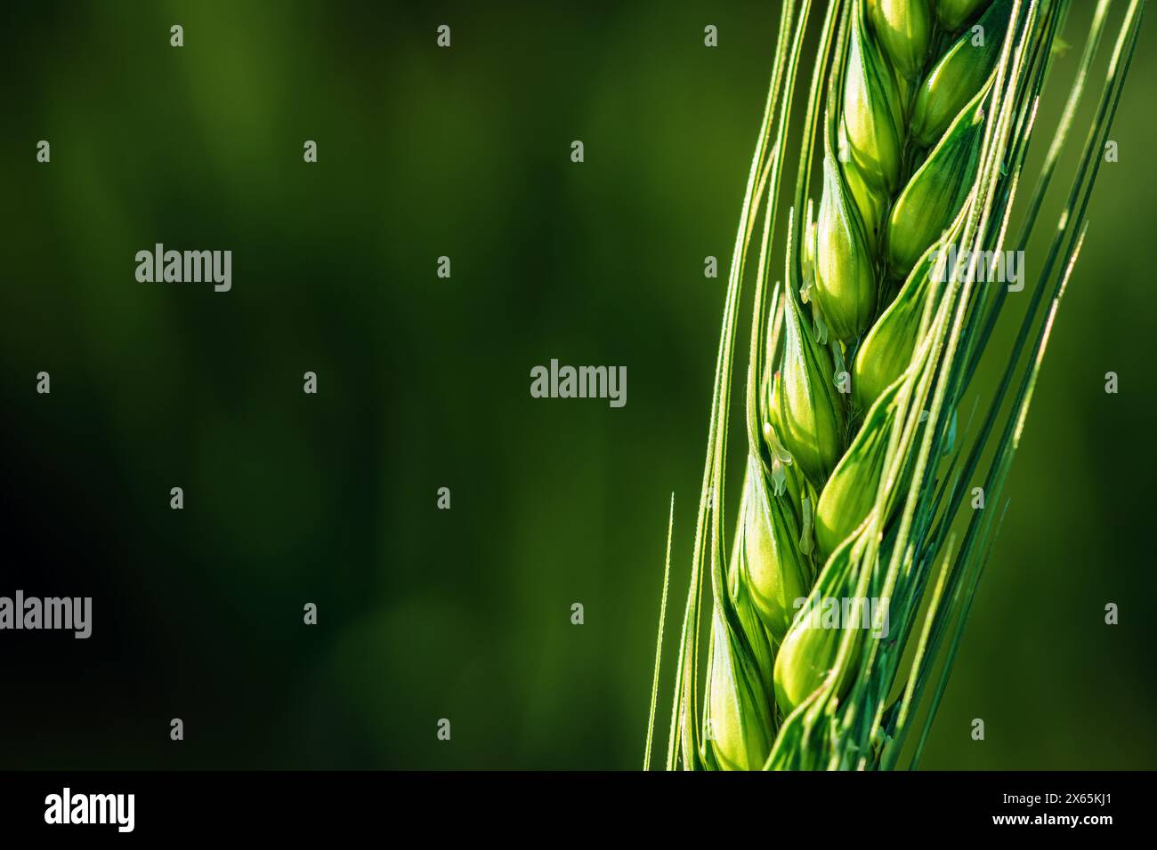 Ear of wheat in field, closeup of green crop during early growth stage ...