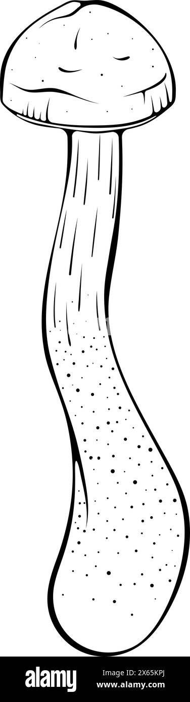 Orange cap boletus boletus Stock Vector Images - Alamy