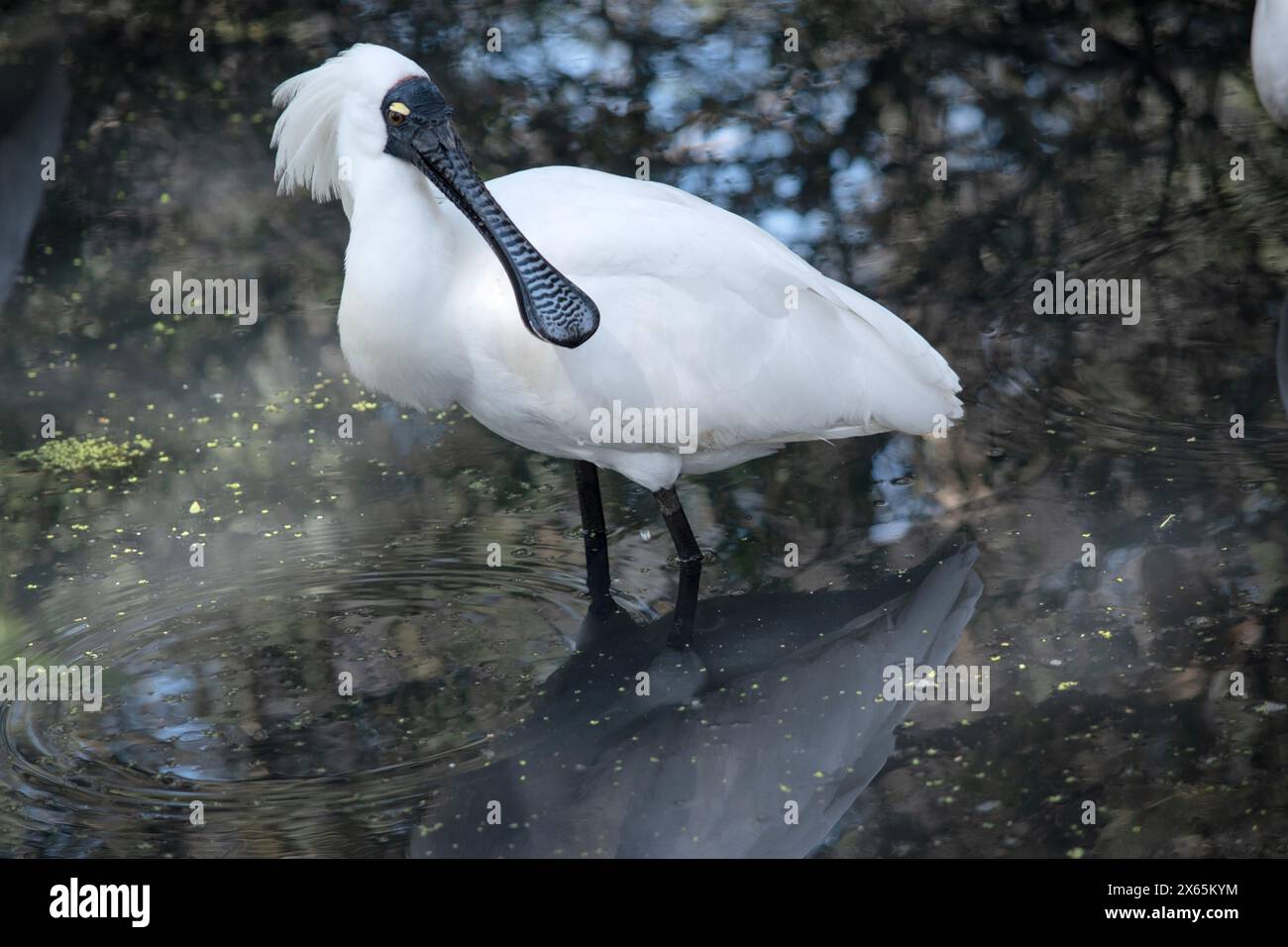 The royal spoonbill is a large white sea bird with a black bill that ...