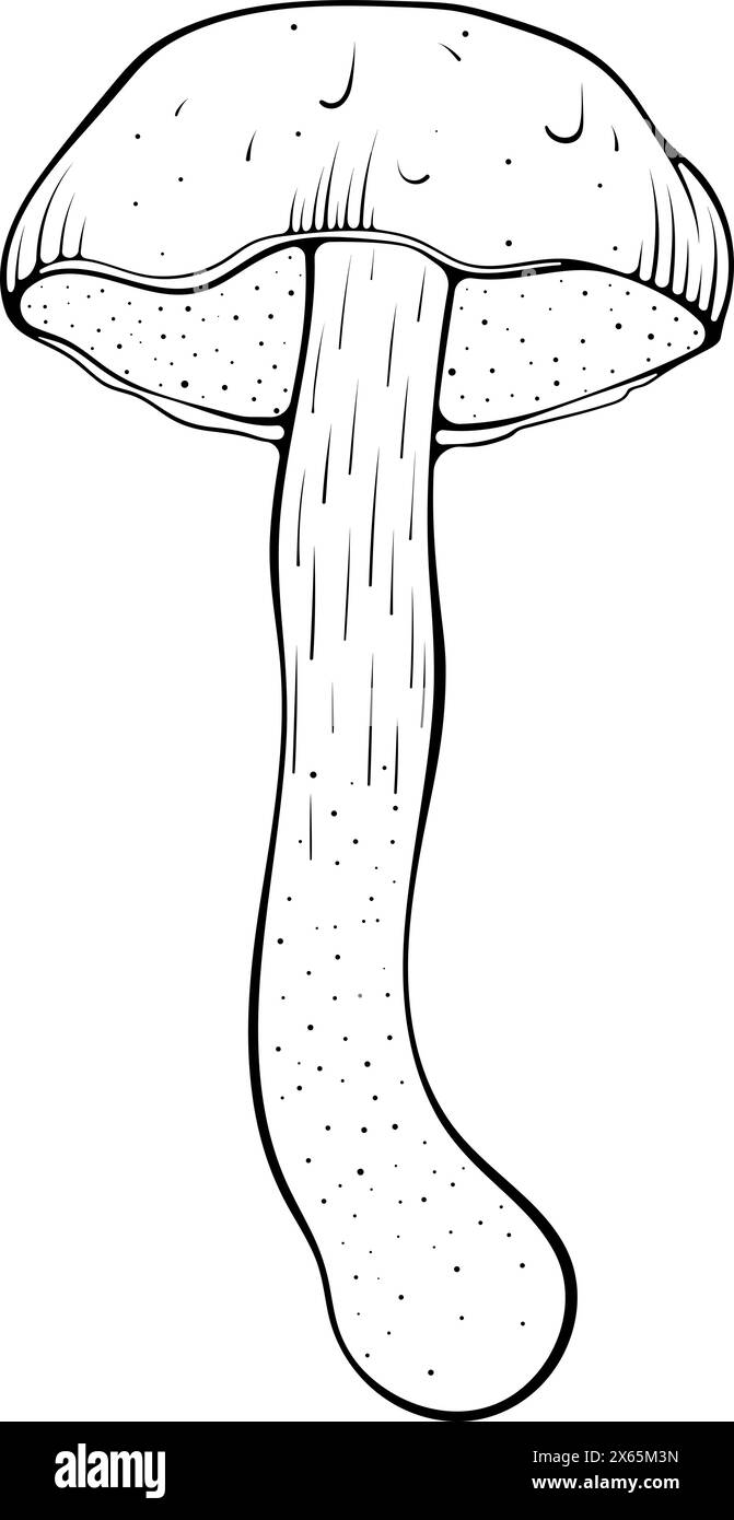 Mushroom wild fungi porcini Black and White Stock Photos & Images - Alamy
