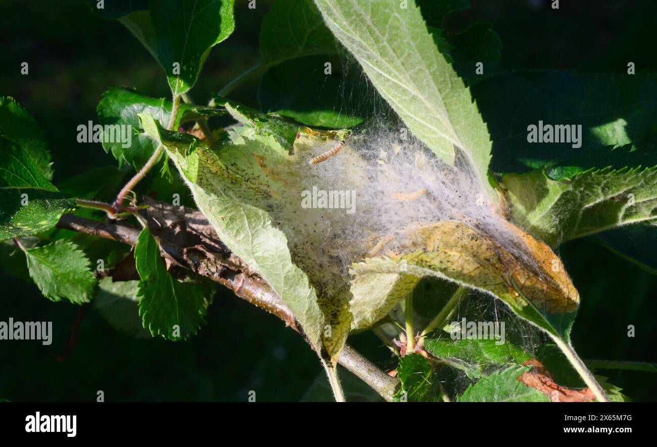 Laatzen, Germany. 13th May, 2024. Nets of the apple webworm moth cover ...