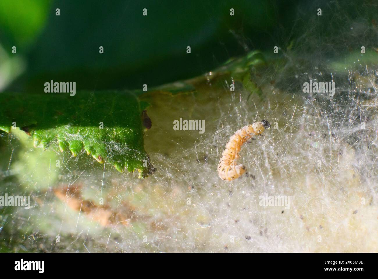 Apple webworm moth hi-res stock photography and images - Alamy