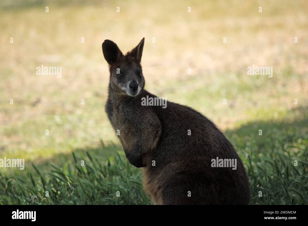 The swamp wallaby has dark brown fur, often with lighter rusty patches ...
