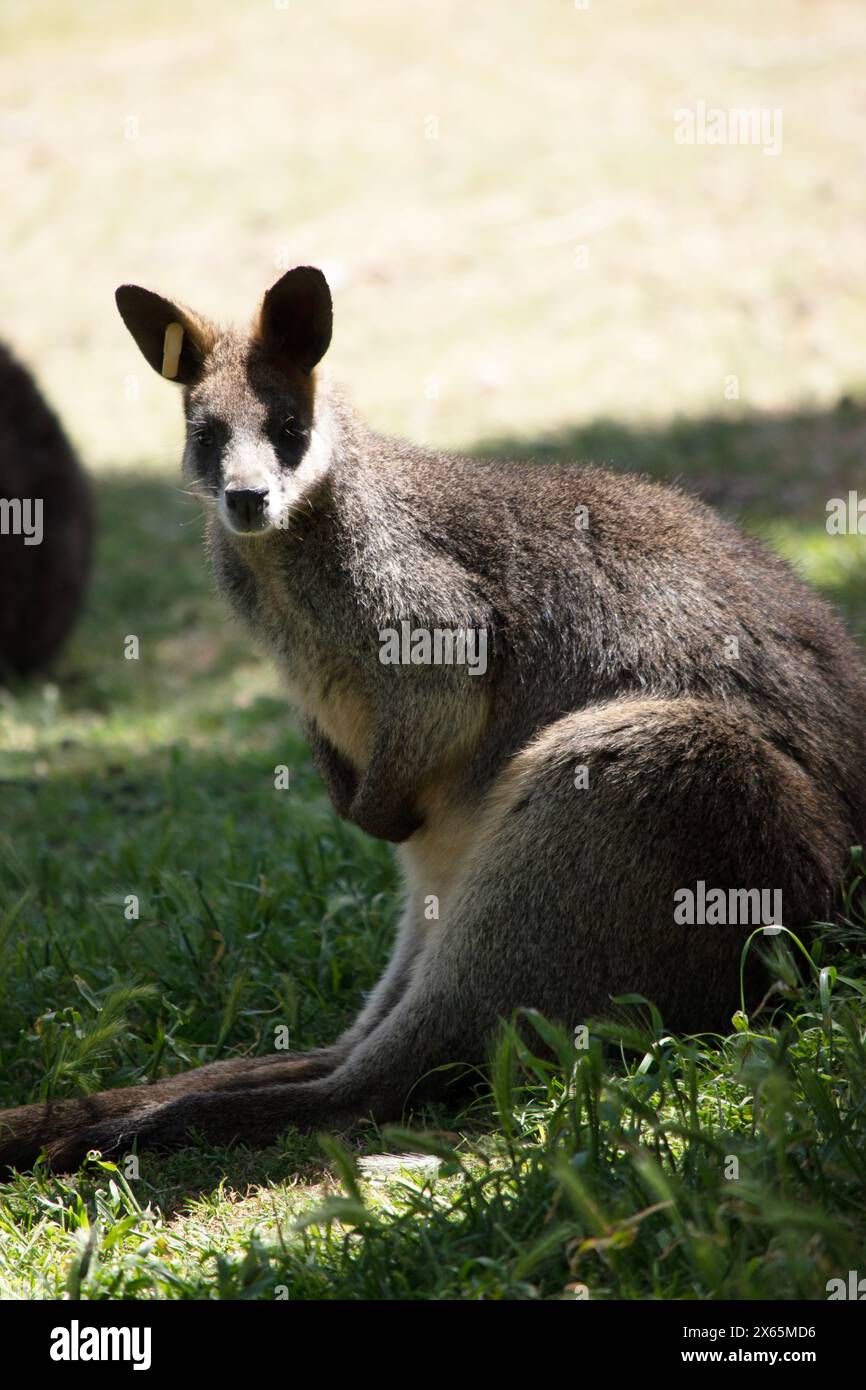 The swamp wallaby has dark brown fur, often with lighter rusty patches ...
