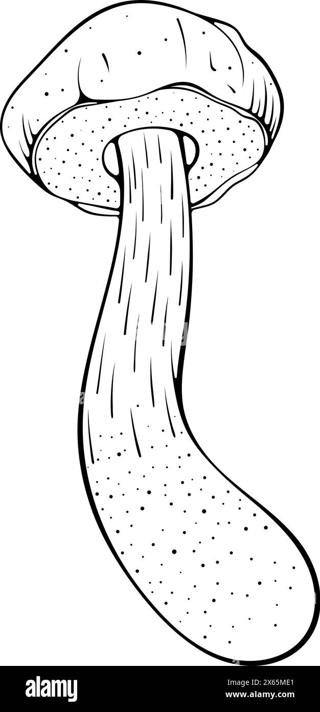 Orange cap boletus boletus Stock Vector Images - Alamy