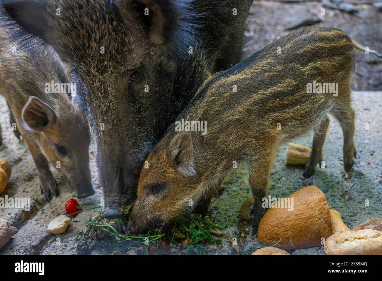 Wildschwein-Nachwuchs in einem Wildschweingehege bei Wiesenburg/Mark ...