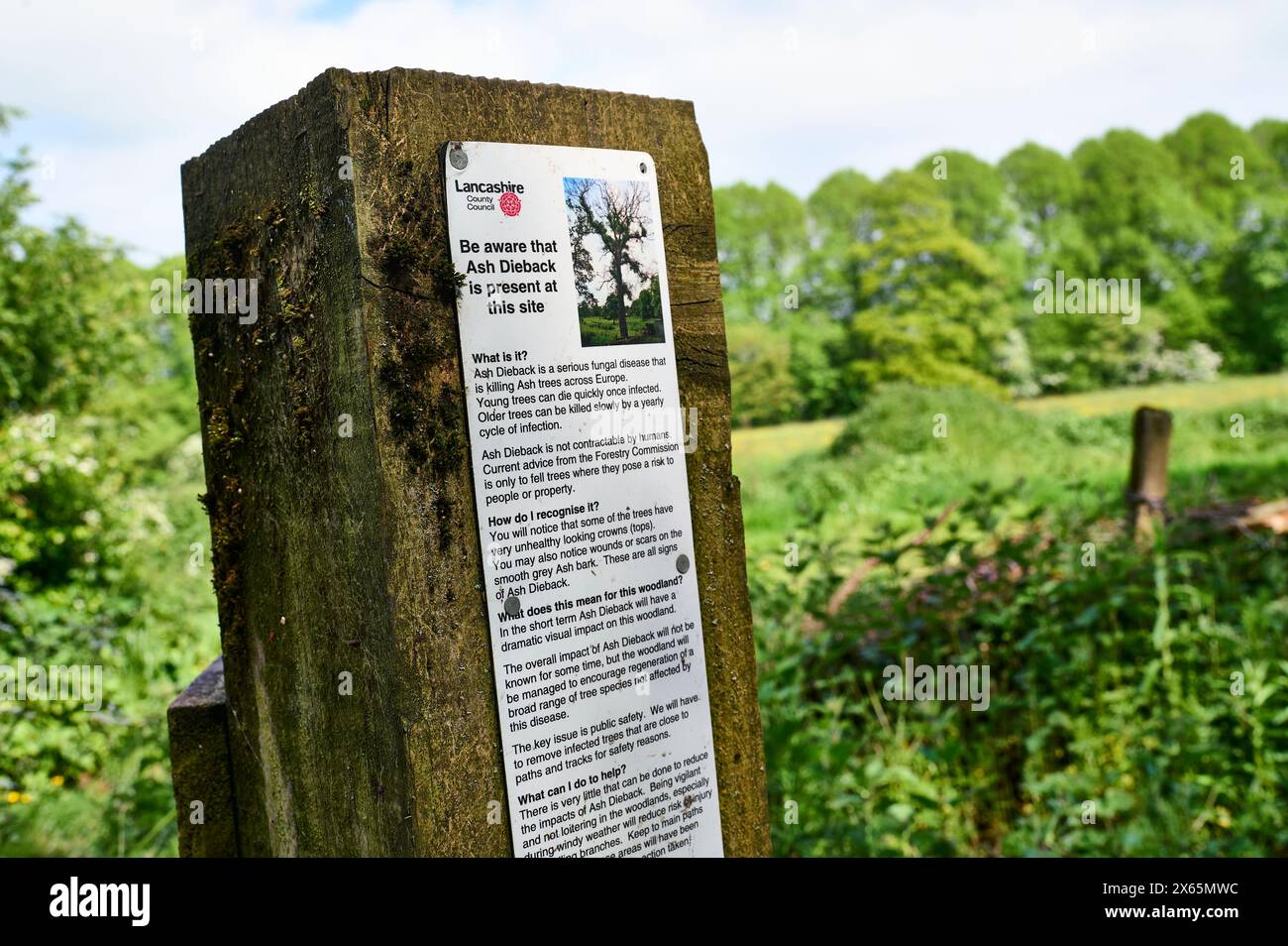 Ash dieback warning sign posted in woodland in the Preston area Stock ...