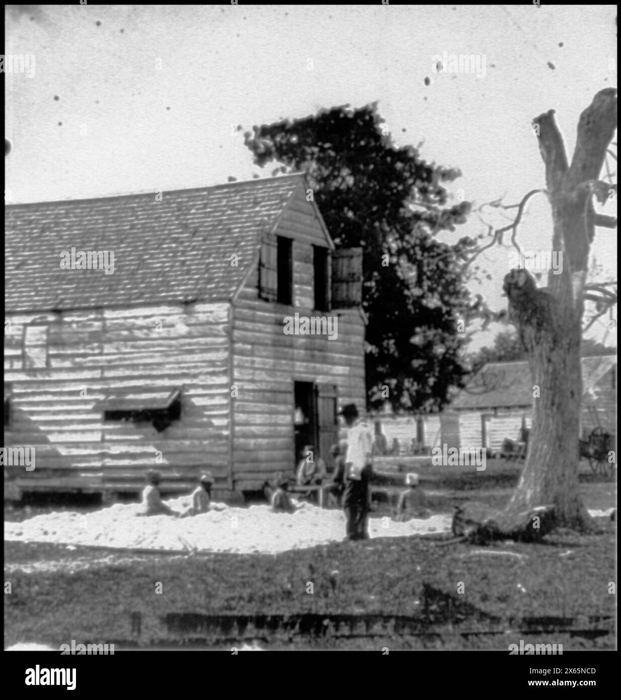Port Royal Island, S.C. African Americans preparing cotton for the gin ...