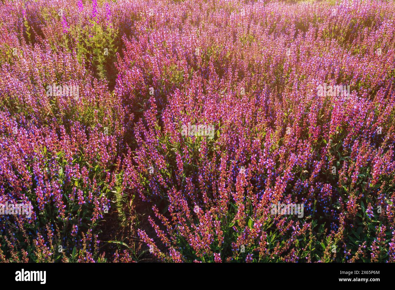 Common sage (Salvia officinalis) plantation. Sage is a perennial ...
