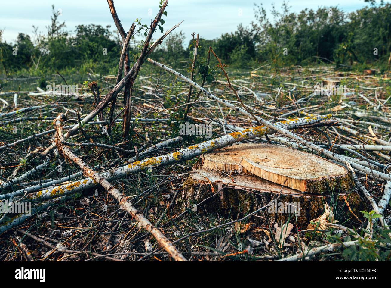 Deforestation site, vast landscape of former forest with tree stumps and branches after cutting ...